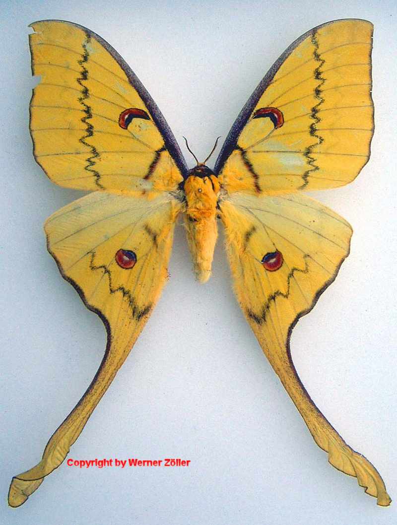 SATURNIIDAE World Homepage für den Saturniidenfreund SATURNIIDAE World Homepage für den Saturniidenfreund